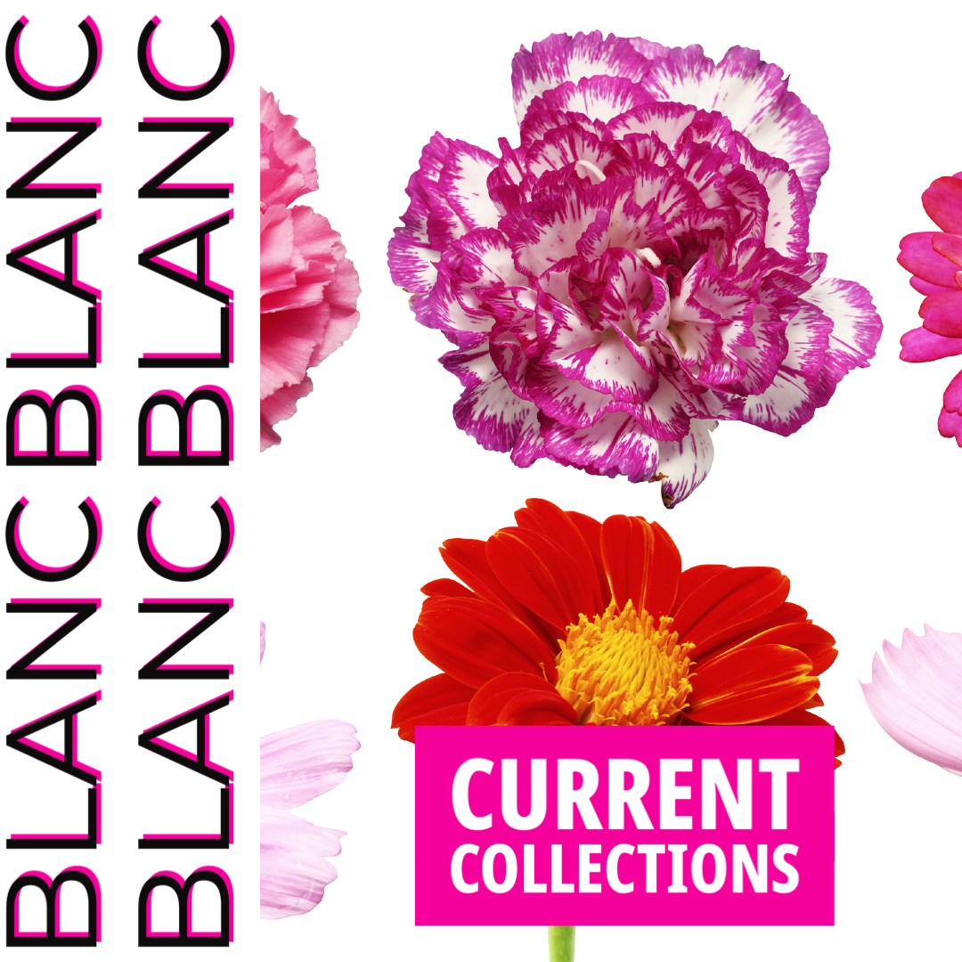 -Current Collections – Blanc on Boston